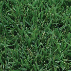 Arizona's Premier Sod Producer - Evergreen Turf